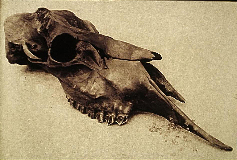 The Highfurlong Elk - Poulton Historical and Civic Society